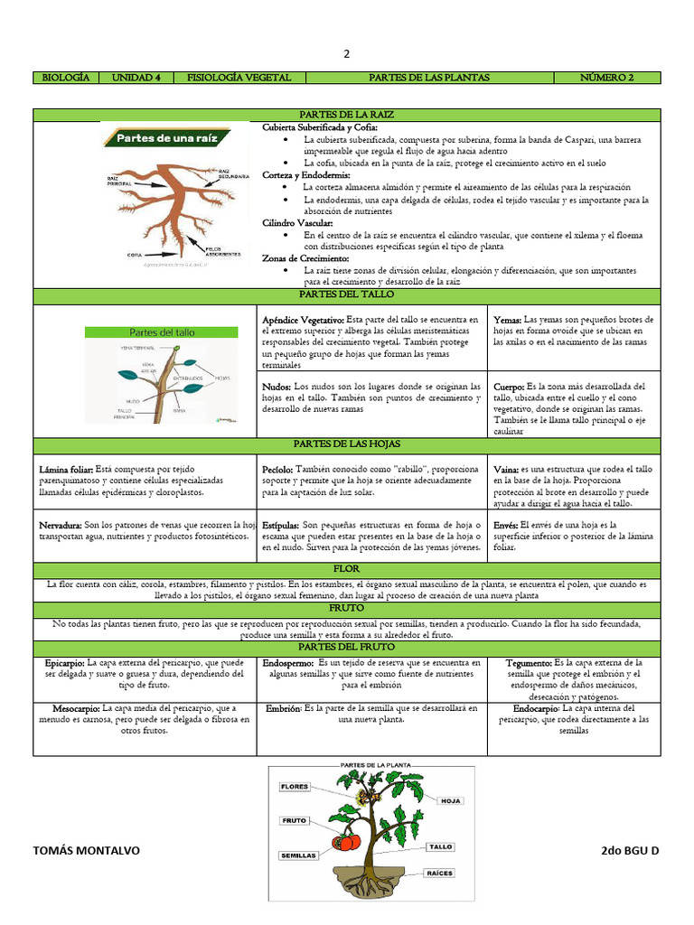 Fisiologia Vegetal pt2 | PDF | Raíz | Tallo de la planta