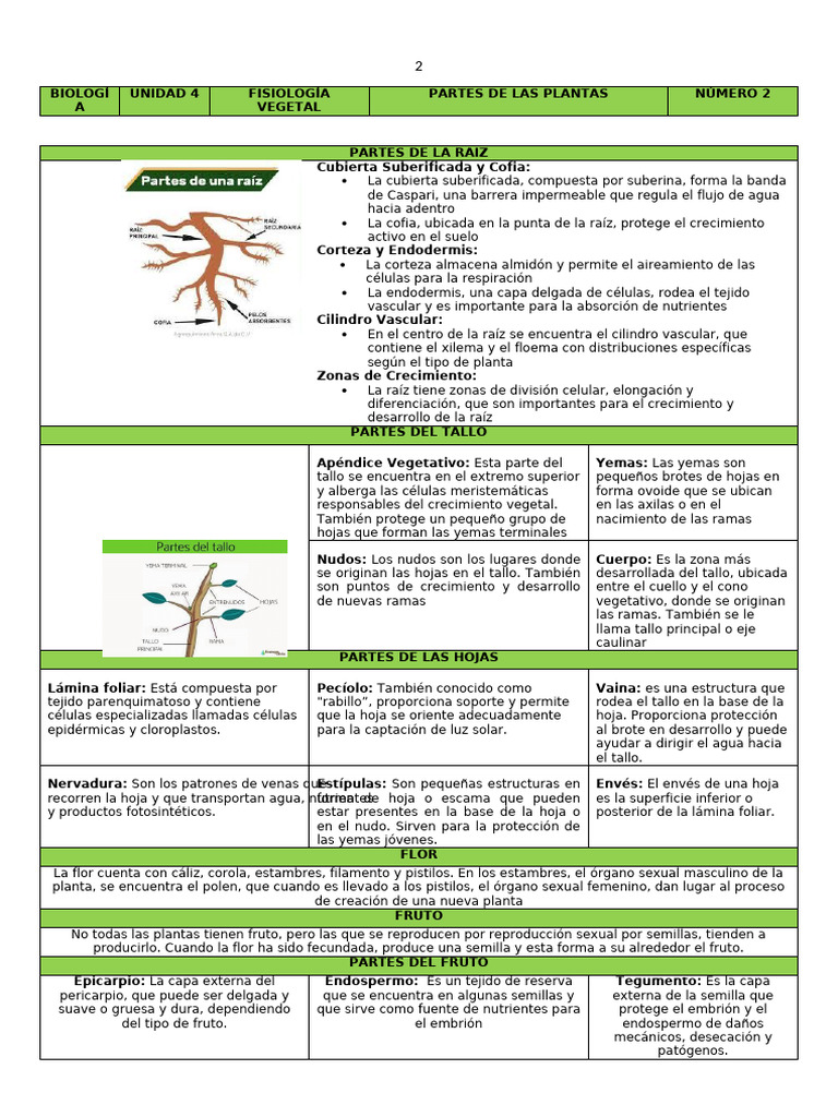 Fisiologia Vegetal pt2 | PDF | Raíz | Tallo de la planta