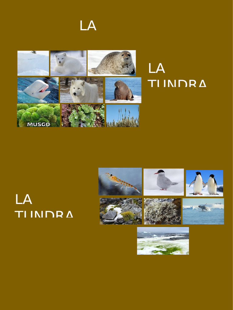 Collage de La Taiga | PDF