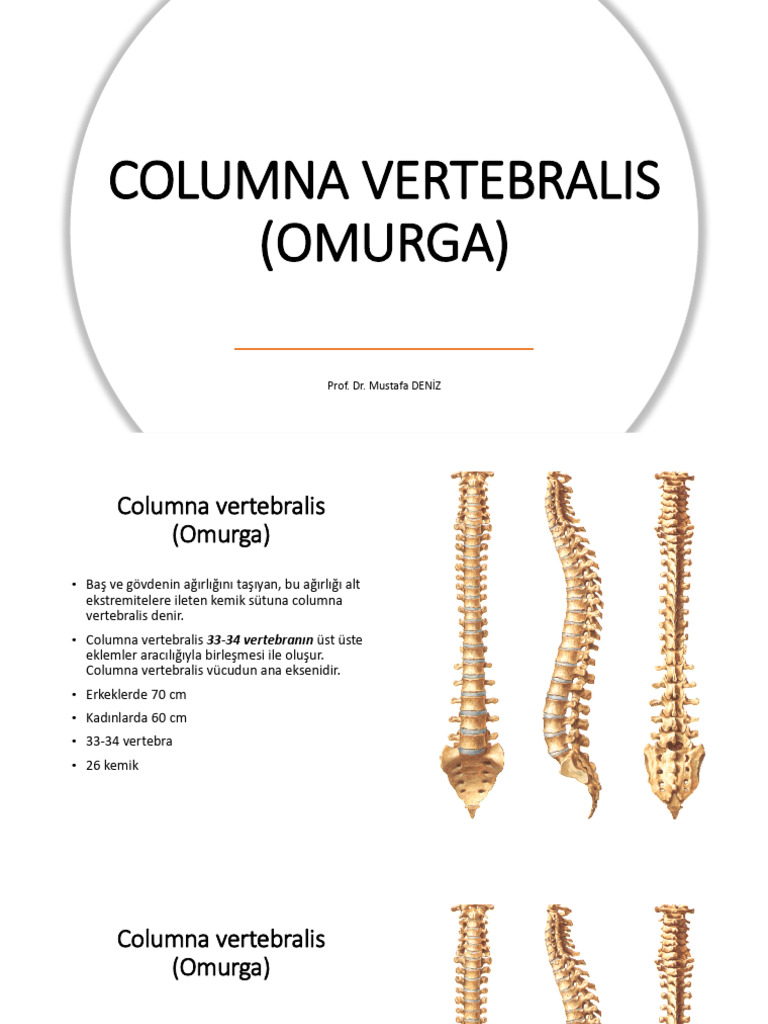 Columna Vertebralis 2025 | PDF