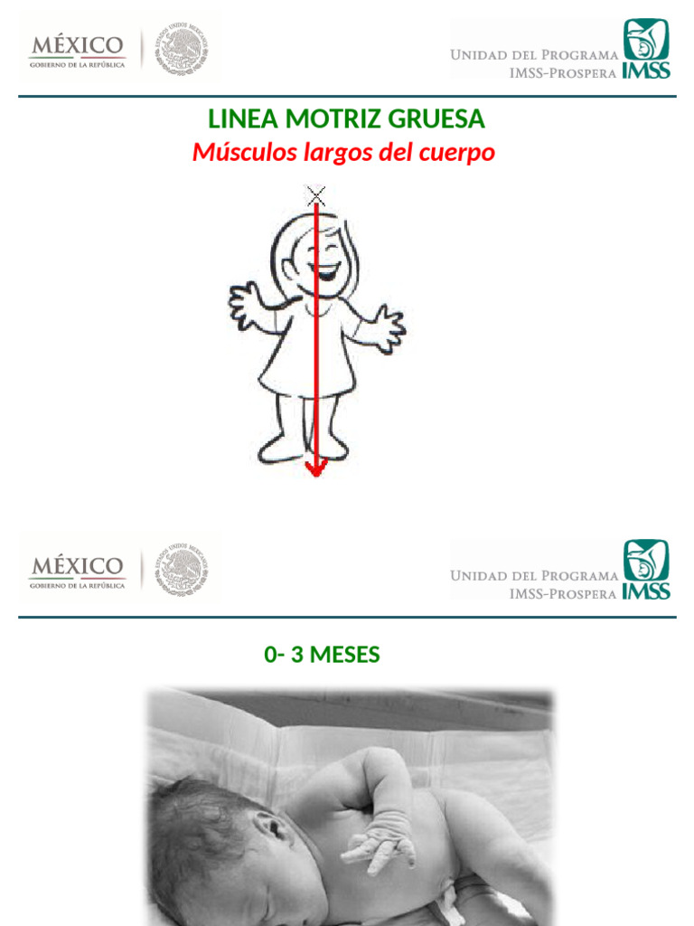 Linea Motriz Gruesa y Motriz Fina | PDF
