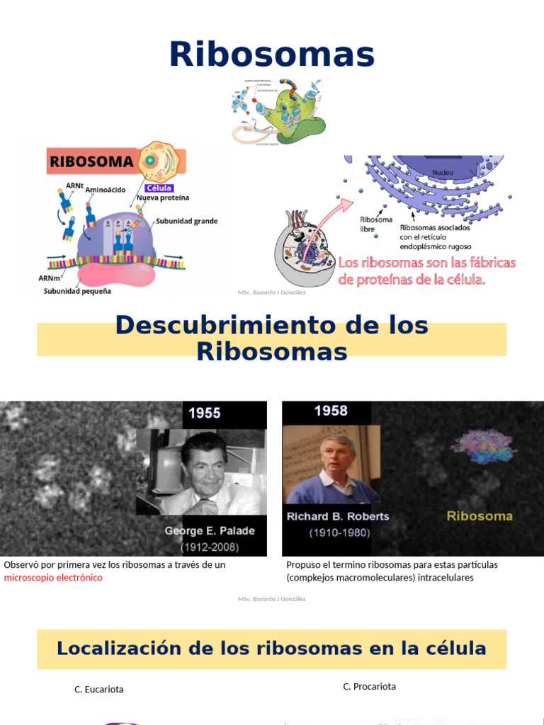 Clase 8.- Ribosomas | PDF