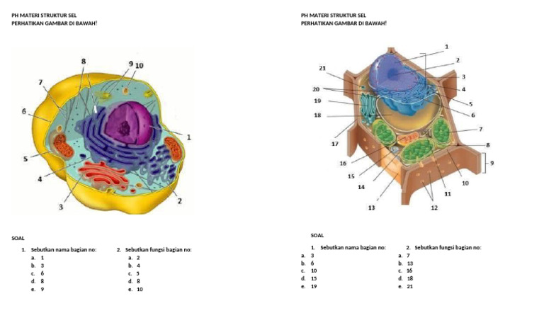 Struktur Sel: Nama dan Fungsi Bagian | PDF