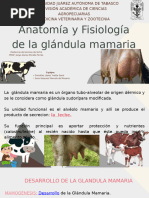 Anatomia y Fisiologia de La Ubre | PDF | Glucocorticoides | Leche
