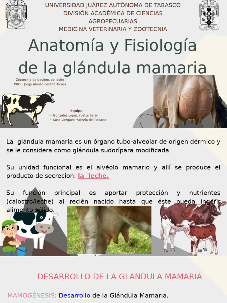 Anatomía de la glándula mamaria bovina | PDF | Pecho | Leche