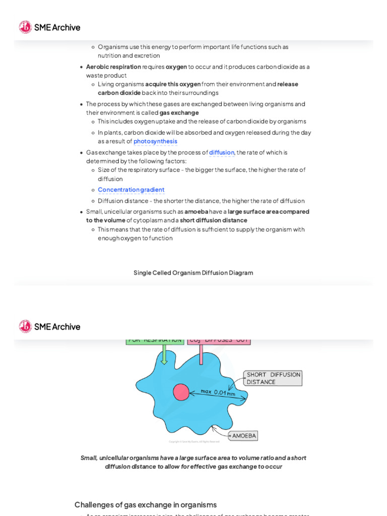 Gas Exchange in Organisms - HL IB Biology Revision Notes 2025 | PDF ...