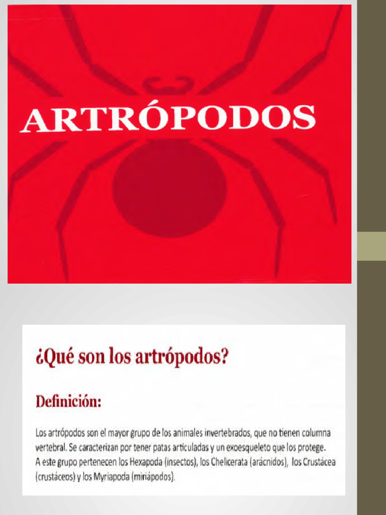 Phylum Artropodo 1 | PDF