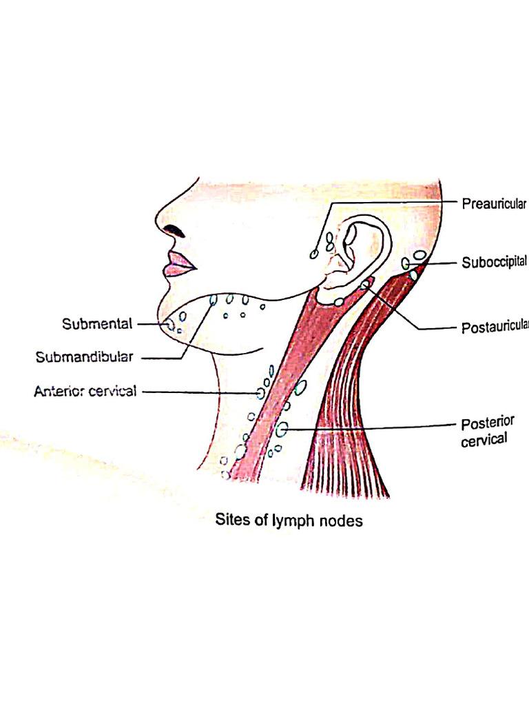 Lymph Node Locations Overview | PDF