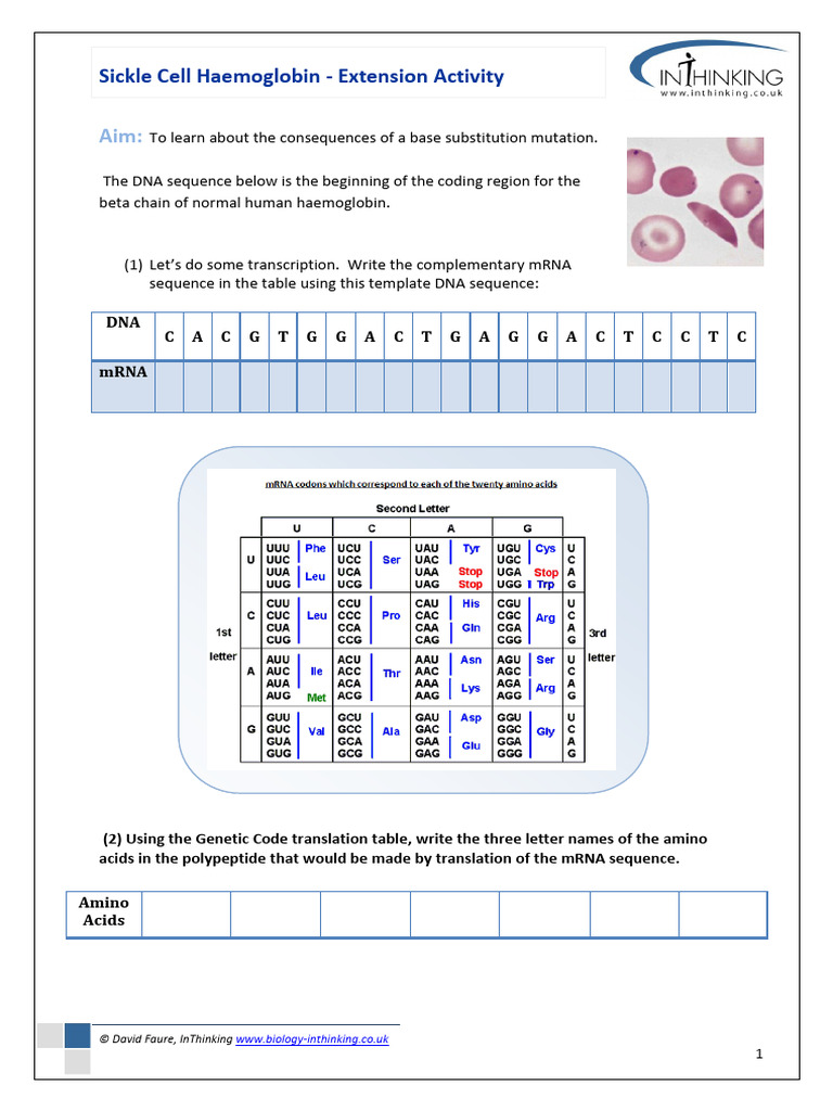 Sickle Cell Mutation Extension v2 | PDF | Genetic Code | Translation (Biology)