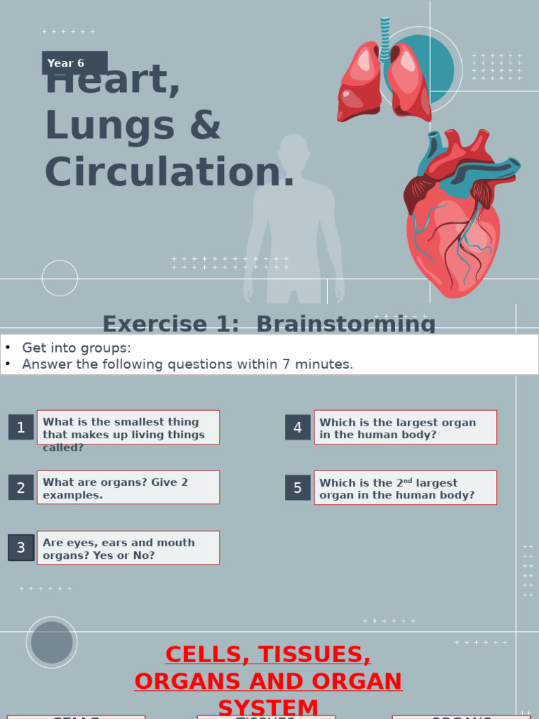 Human Heart and Circulatory System Guide | PDF | Artery | Blood Vessel
