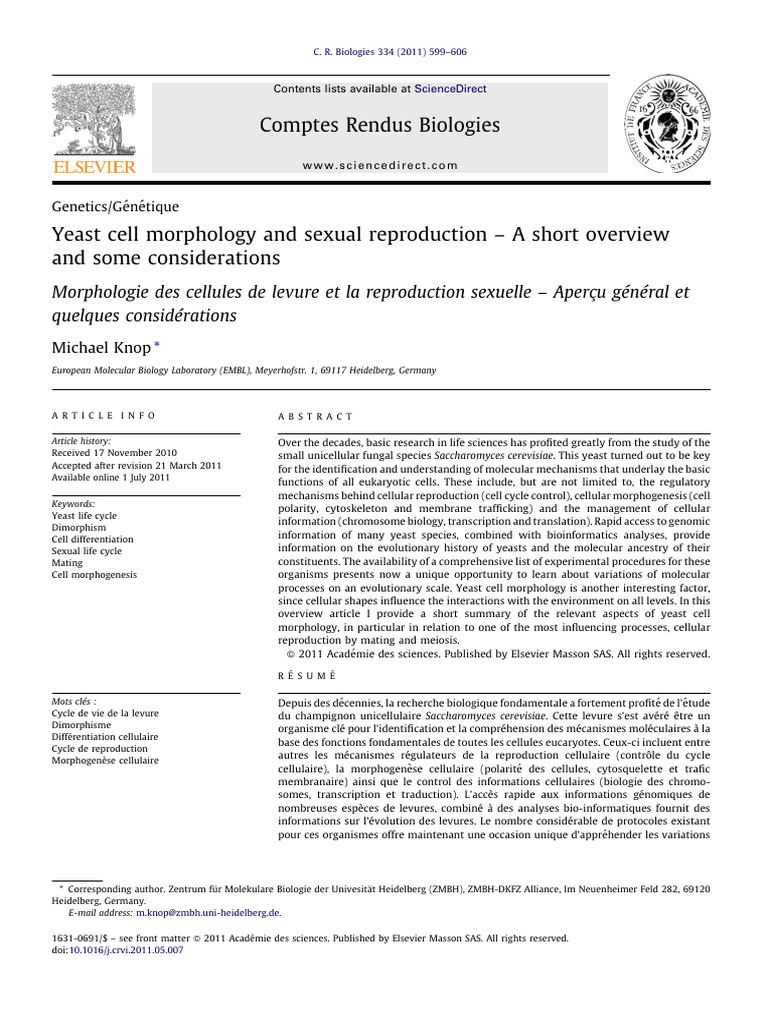 Morfologia Reproducción de Levaduras | PDF | Saccharomyces Cerevisiae | Ploidy