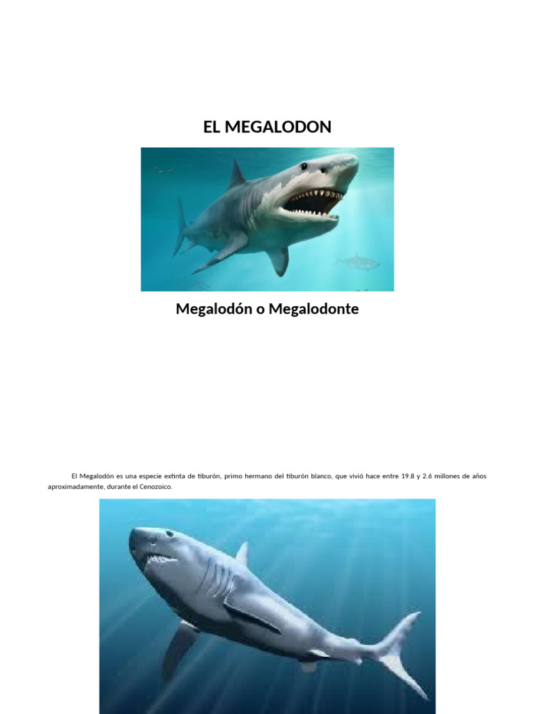 Megalodon | PDF