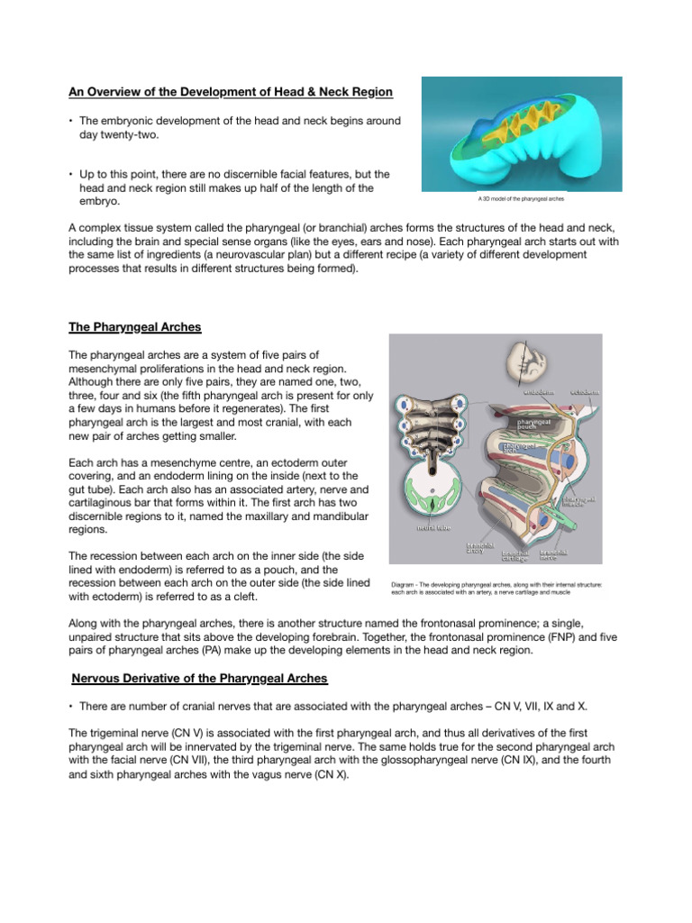 Craniofacial Embryology - Head & Neck Development | PDF | Human Nose | Ear