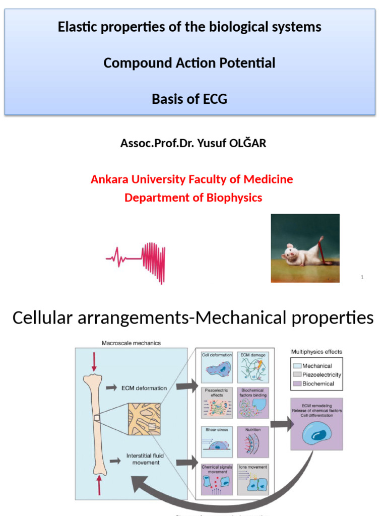 Week 8 - Elastic Properties of Biological Systems, Elastic Fibers ...