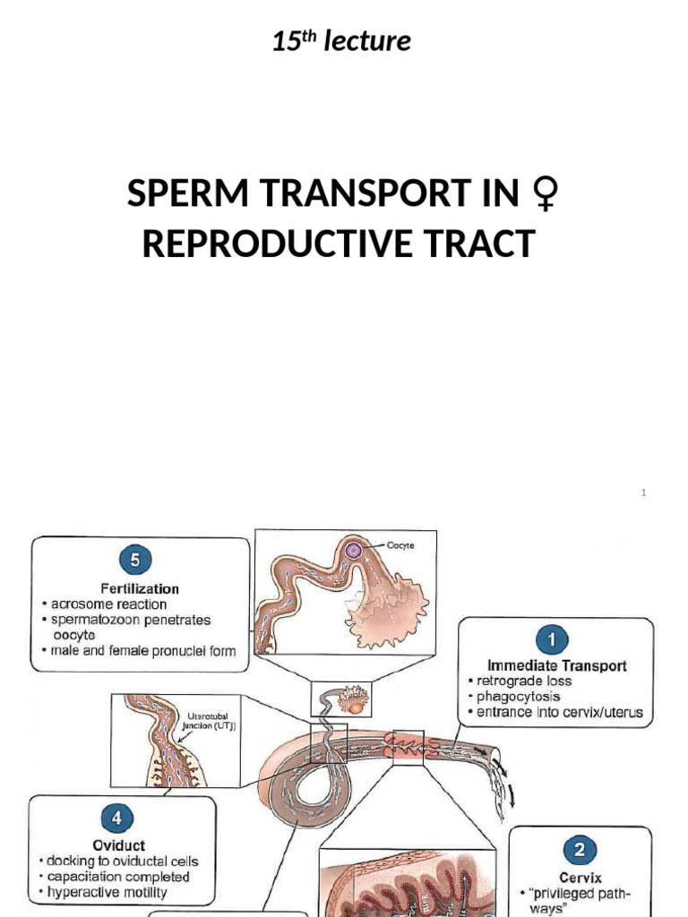 Sperm Transport in Female Reproductive Tract | PDF | Fertilisation ...