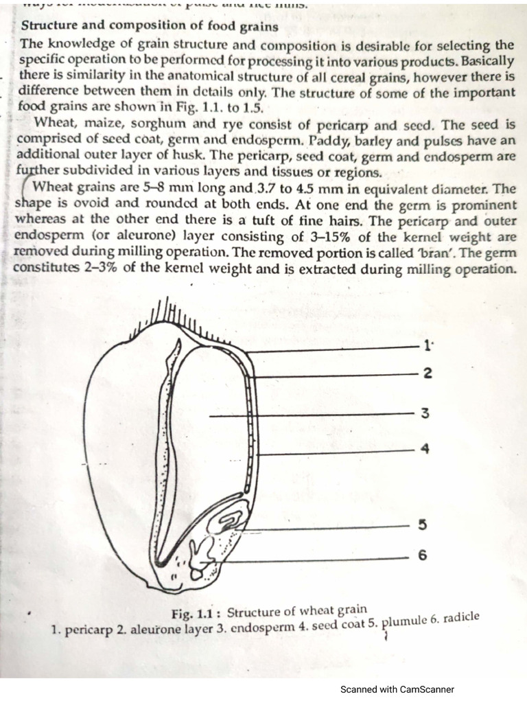 Structure and Composition of Food Grains | PDF