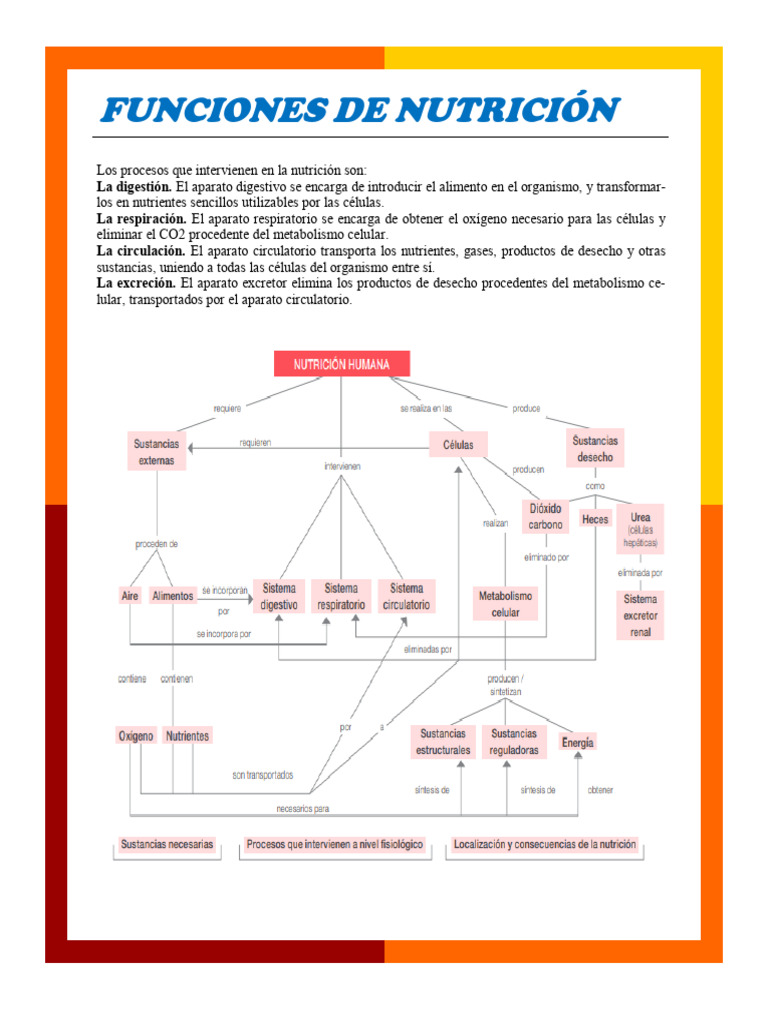 Funciones de Nutrición | PDF