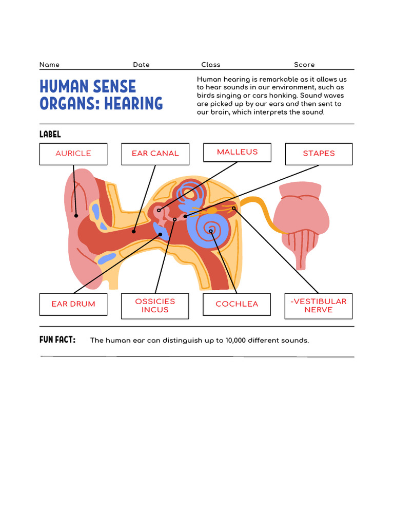 Human Sense Organs Ear Biology Worksheet Yellow, Red and Blue ...