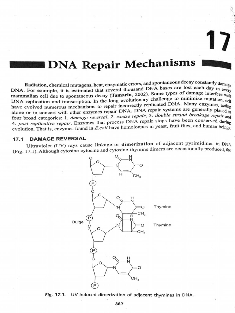 DNA Repair mechanism | PDF