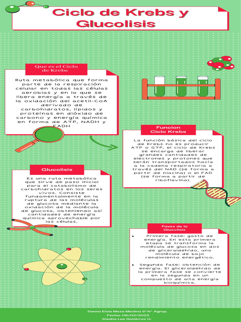 Ciclo de Krebs y Glucolisis | PDF | Dieta y nutrición | Química