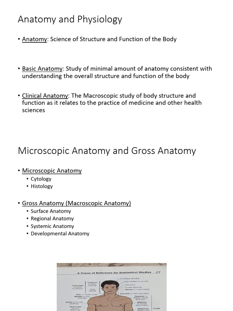 Lecture 1 Anatomical Positions | PDF