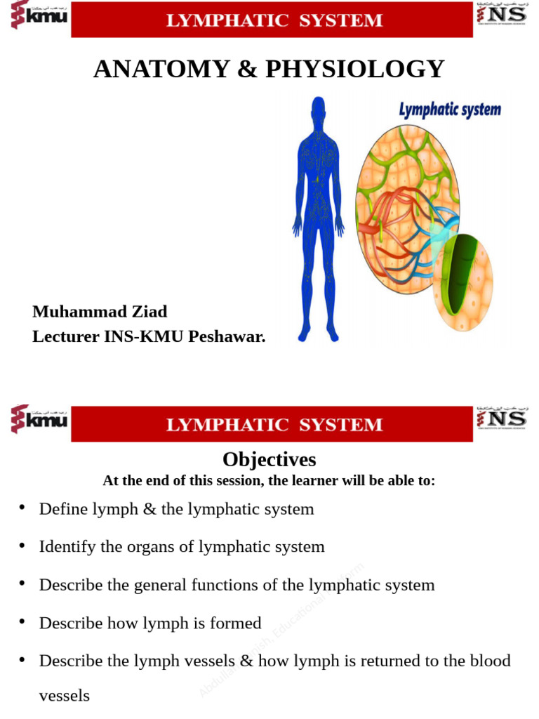 Lecture 12 Lymphatic System A&P | PDF | Lymphatic System | Lymph Node