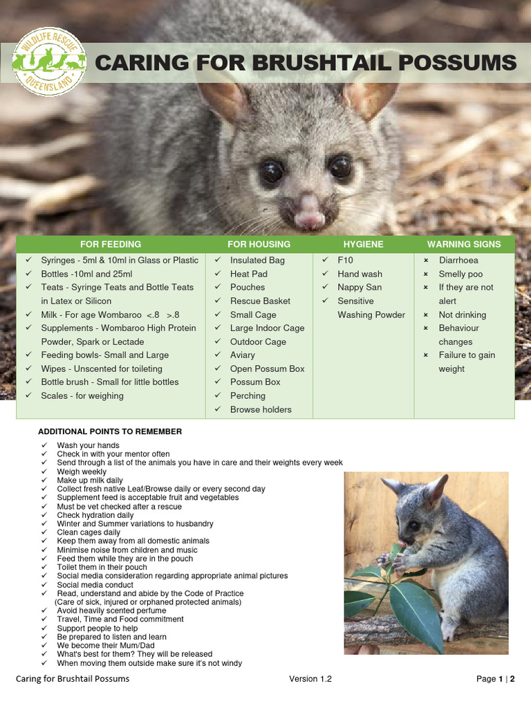 Essential Guide to Brushtail Possum Care | PDF | Foods