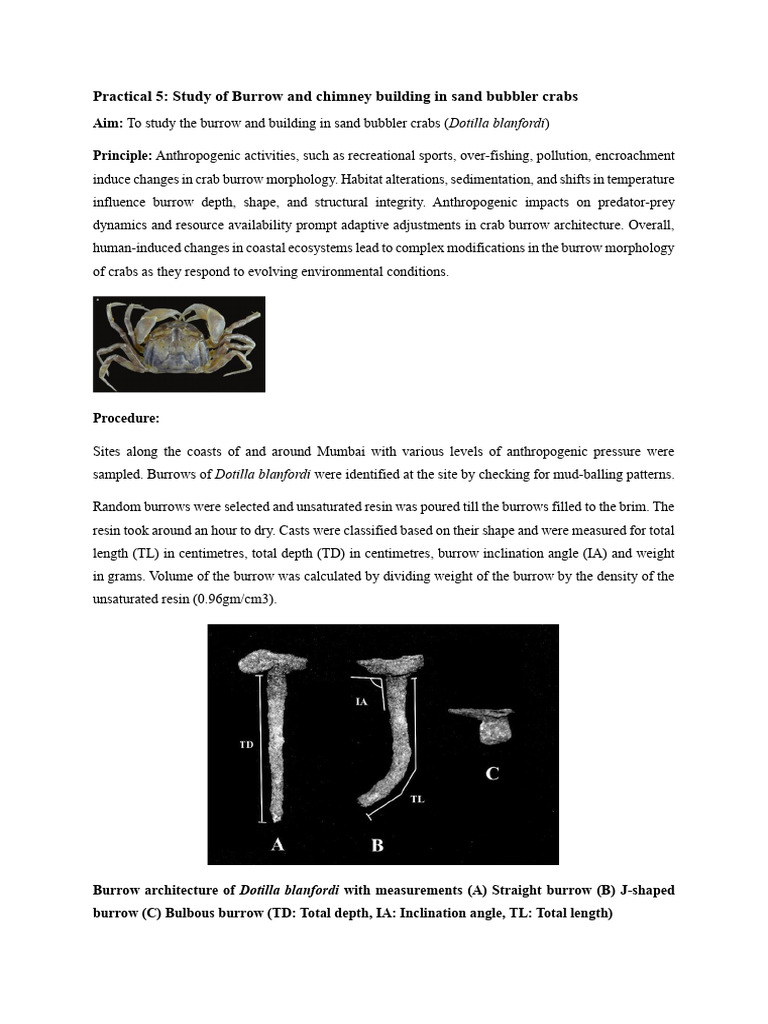 Burrow Morphology Modified | PDF
