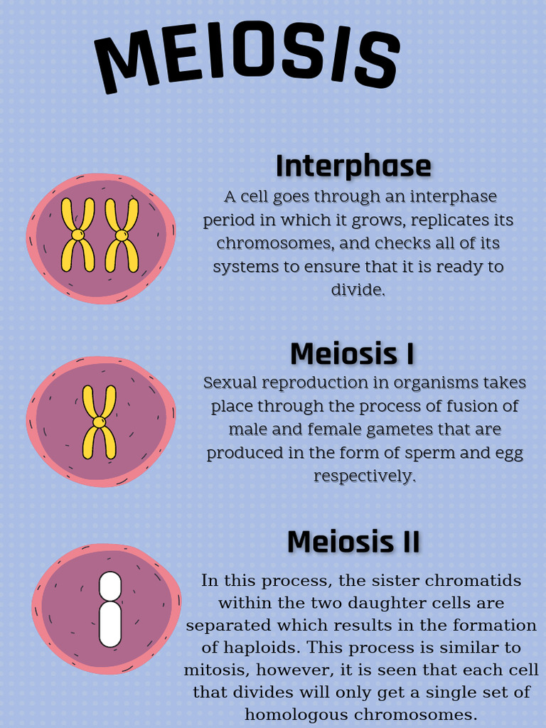 Understanding Meiosis: Stages Explained | PDF