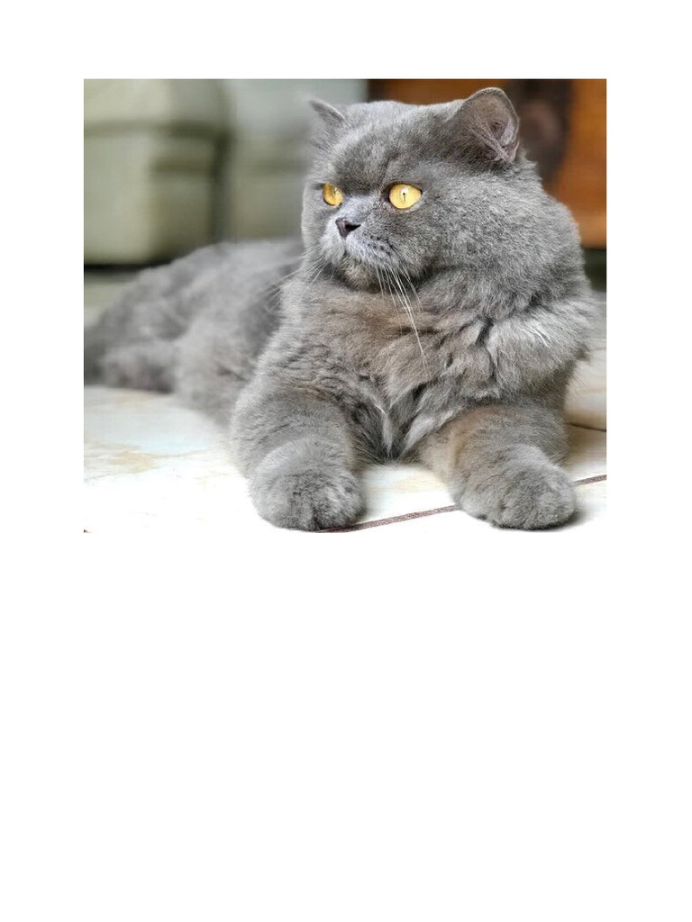 Kucing Persian Blue Menoleh Kanan | PDF