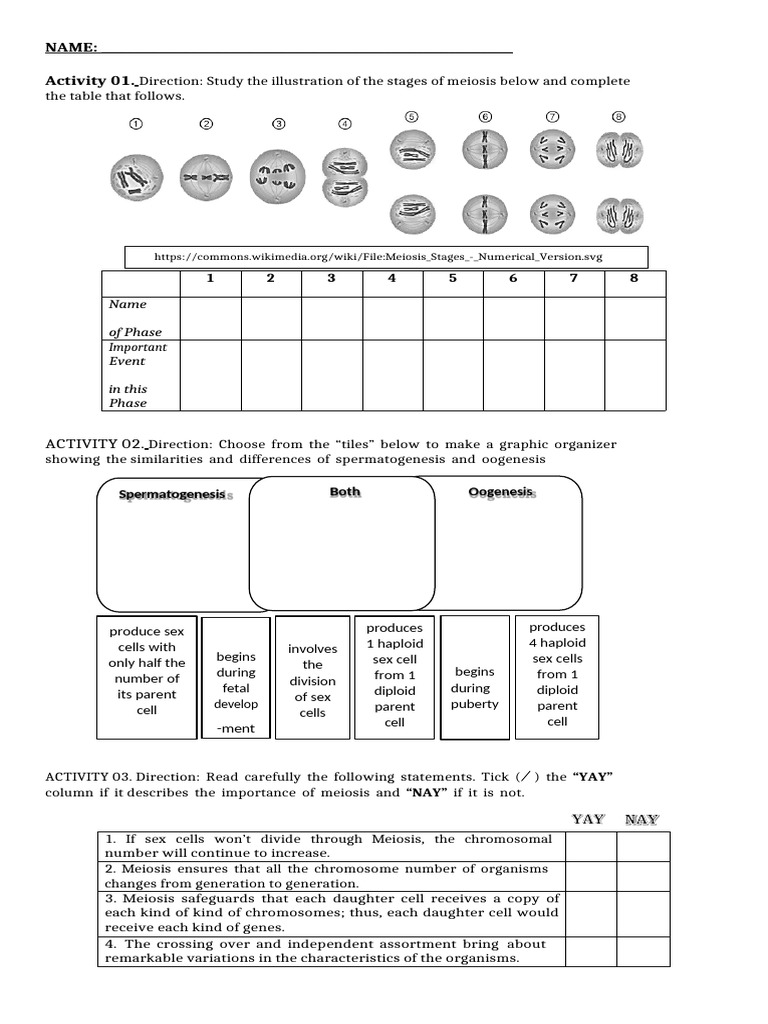 Meiosis Graphic Organizer Answer Key | PDF | Meiosis | Ploidy