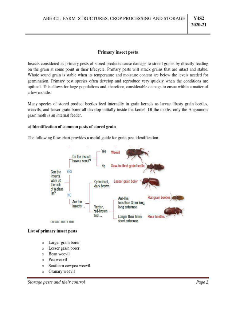 Lect 6 - Stored grain pests identification-1 | PDF | Pest (Organism) | Beetle
