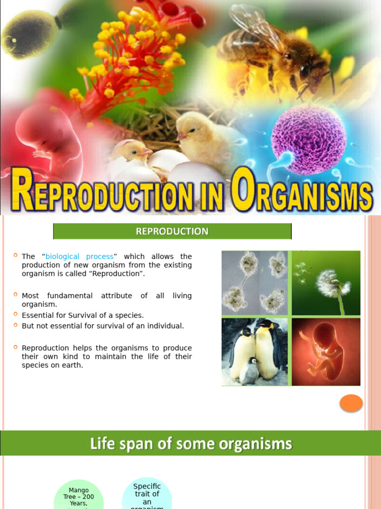 Reproduction and Life Span of Organisms | PDF | Grafting | Reproduction