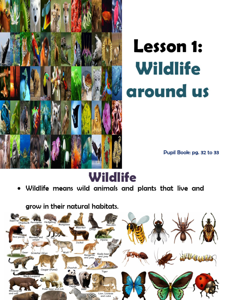 Lesson 1 - Wildlife Around Us (1) | PDF | Habitat | Gardens