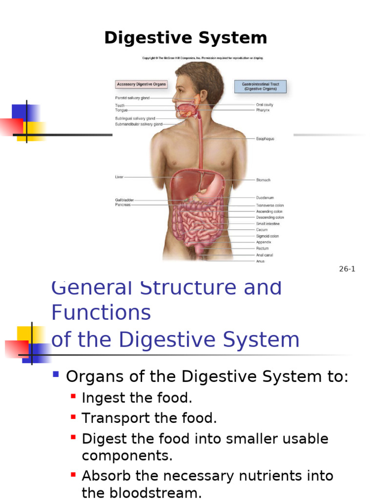 Chapter 12Digestive System (1) | PDF | Human Digestive System | Stomach