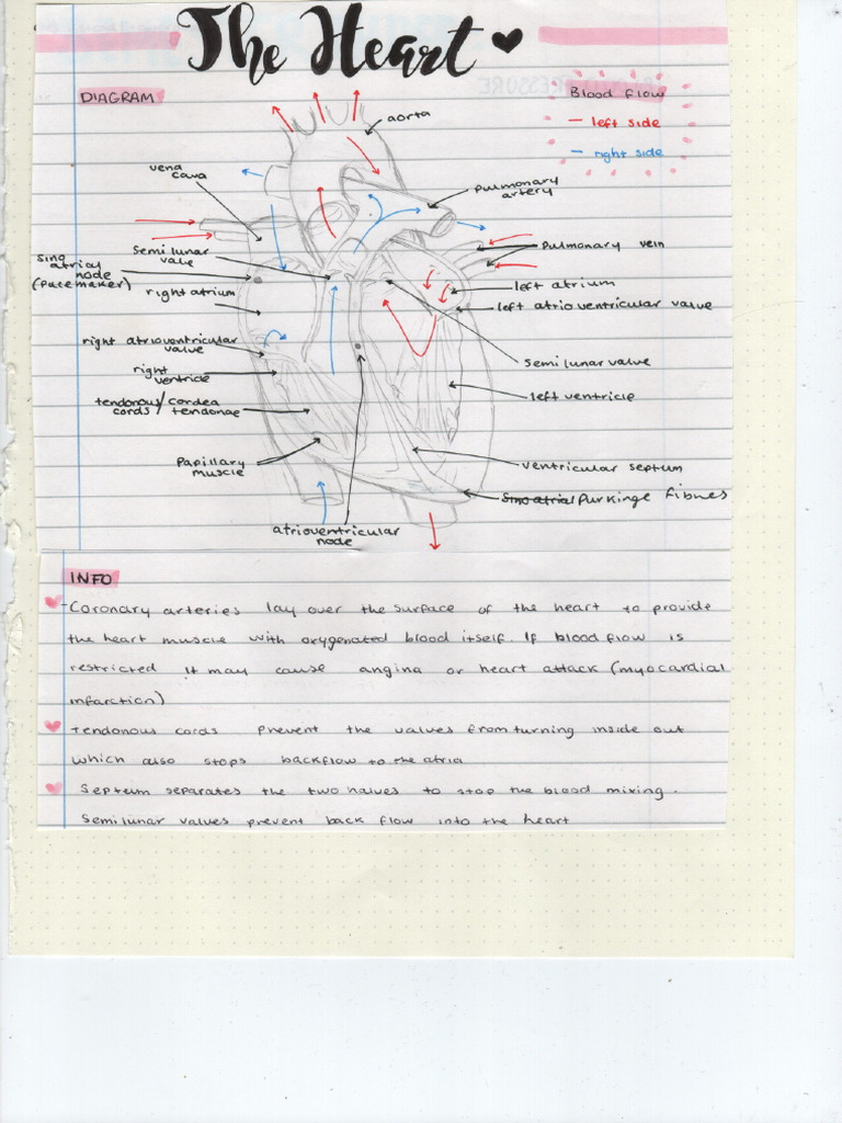 Heart | PDF