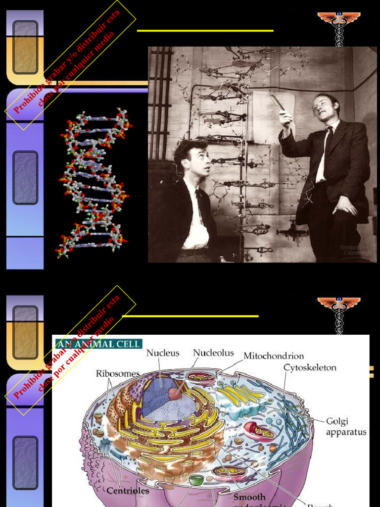 Acad Clase 03-Nucleótidos - Acido Nucleicos - Generalidades - Zoom | PDF | Adn | Cromosoma