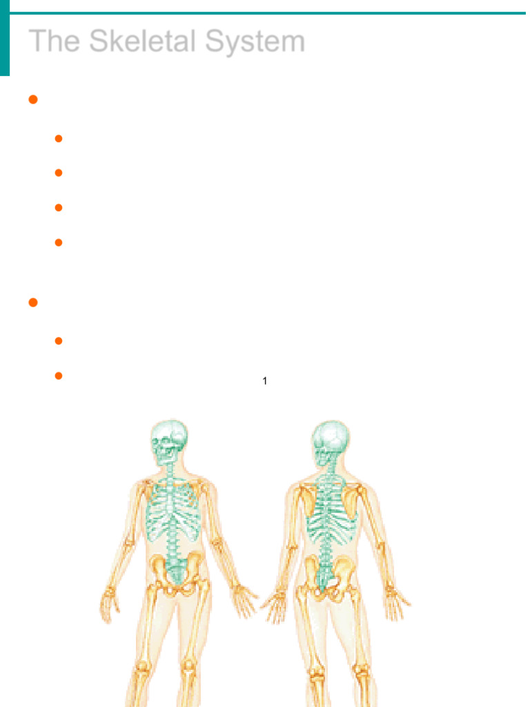 Skeletal-System | PDF | Bone | Skeleton