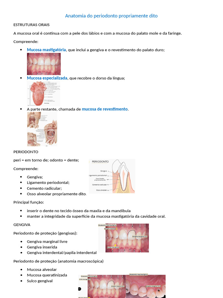 Anatomia Do Periodonto Propriamente Dito | PDF | Tecido conjuntivo | Boca