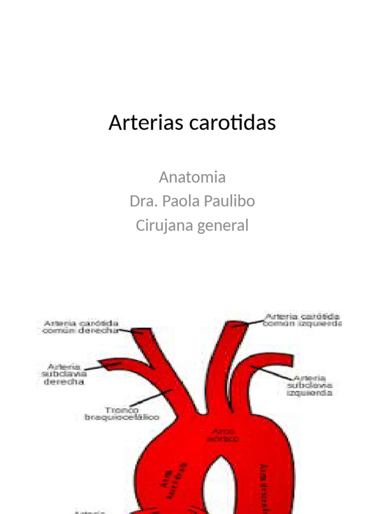 Arterias Carotidas | PDF