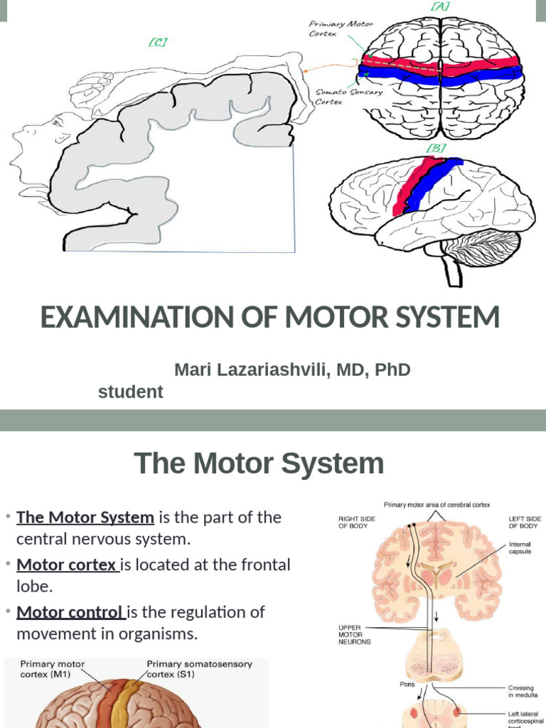 Examination of Motor System | PDF | Motor Neuron | Cerebral Cortex