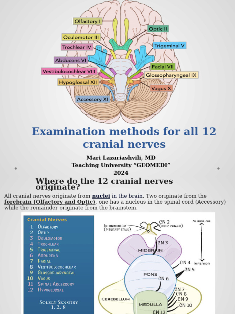 Cranial Nerves Path. Module | PDF | Vertigo | Olfactory System