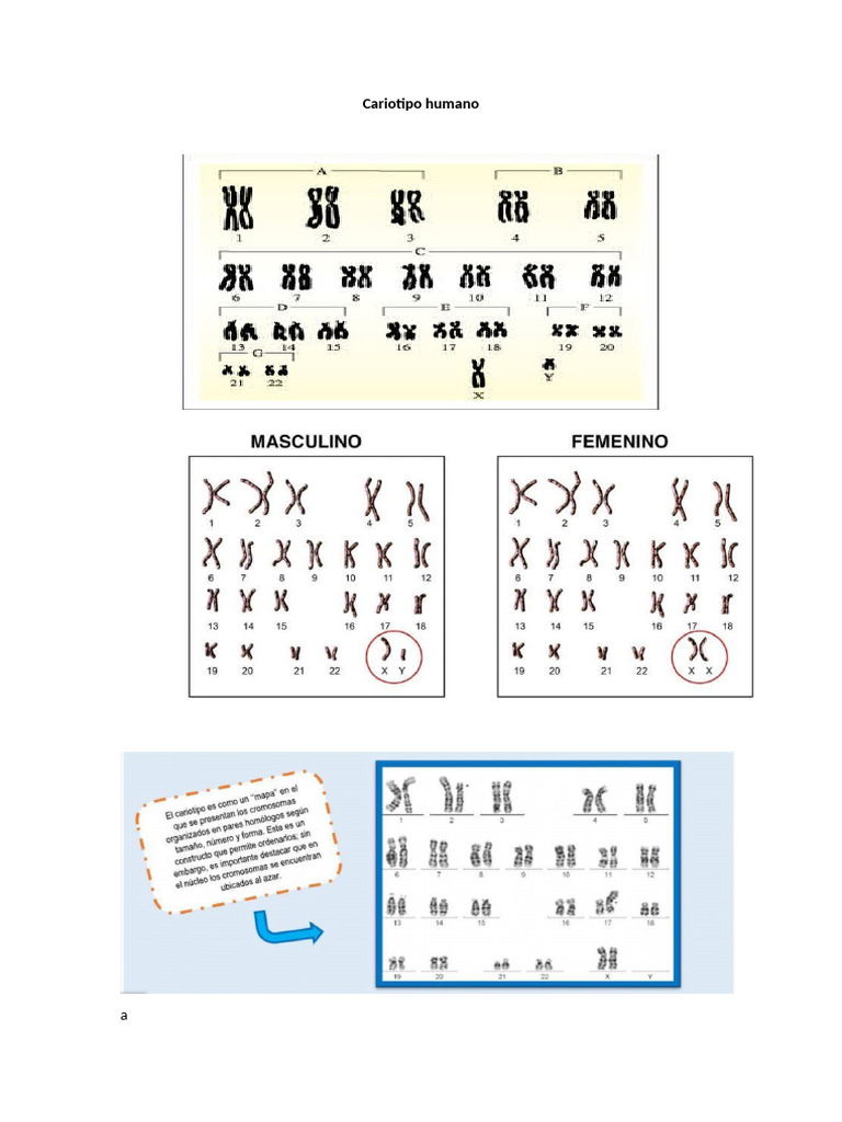 Cariotipo Humano BS | PDF