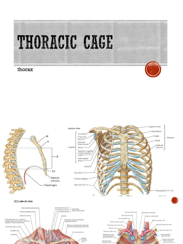 Thoracic Cage | PDF