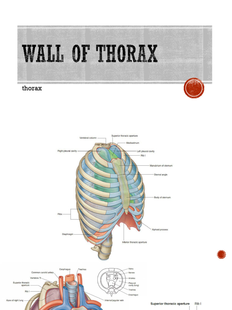 Anatomy of the Thorax and Apertures | PDF
