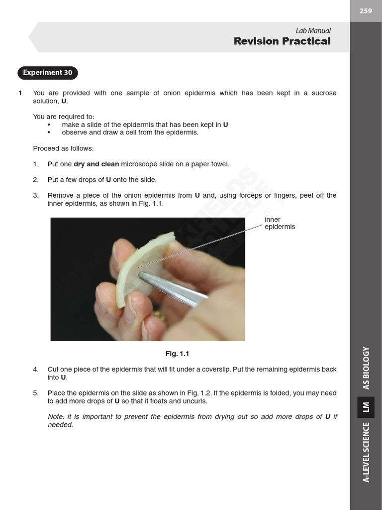 Onion Epidermis Sucrose Experiment Guide | PDF | Concentration | Sucrose