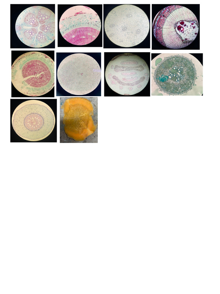 Anato Practica 2 | PDF