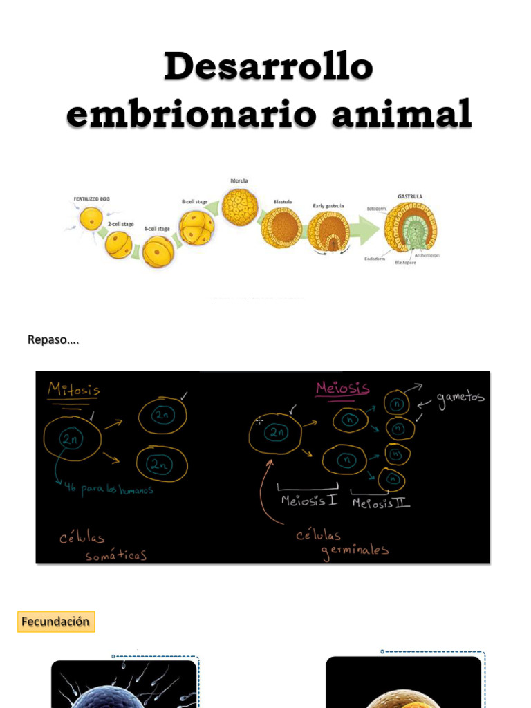 Desarrollo del embrión animal | PDF | Embrión | Zoología