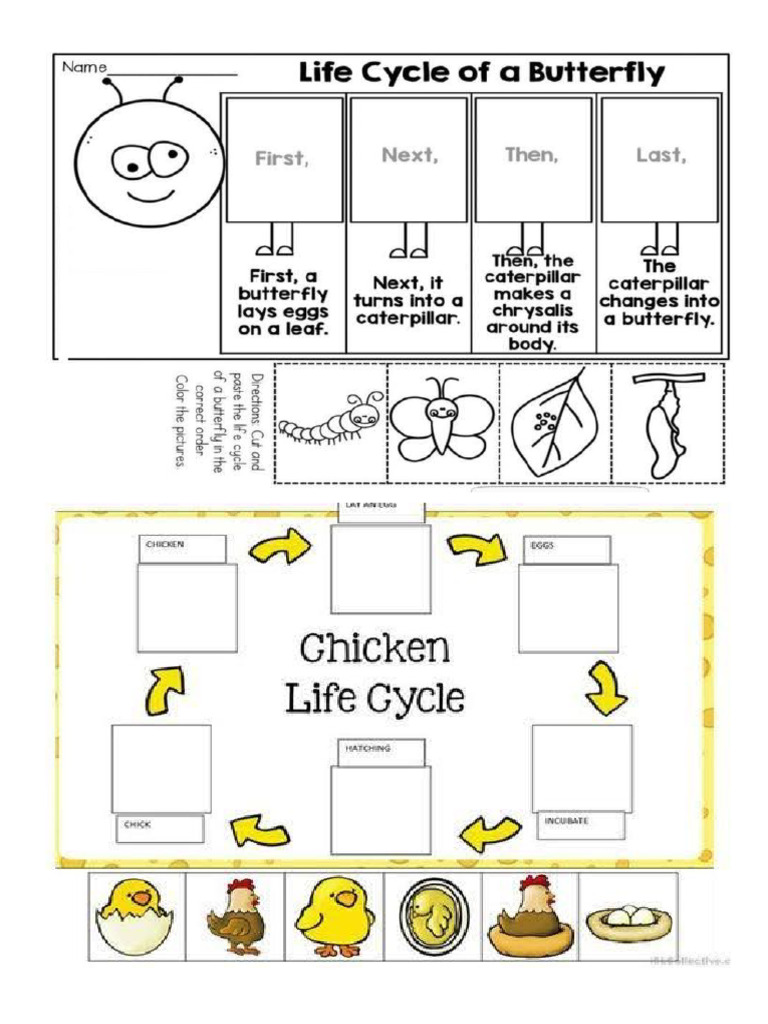 Animals Life Cycles | PDF