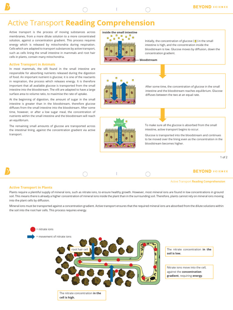 Active Transport Reading Comprehension | PDF | Biology